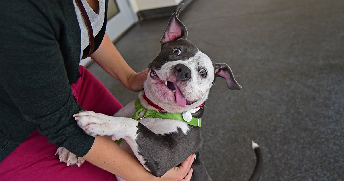 “Don’t Adopt That Dog!” And Other Bad Advice You’ll Hear | ASPCA