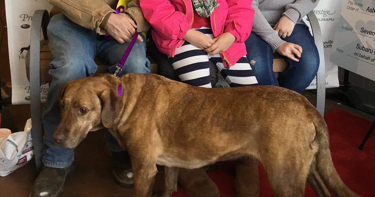 First Graduate from the ASPCA Rehab Center’s New Campus Finds a Home ...