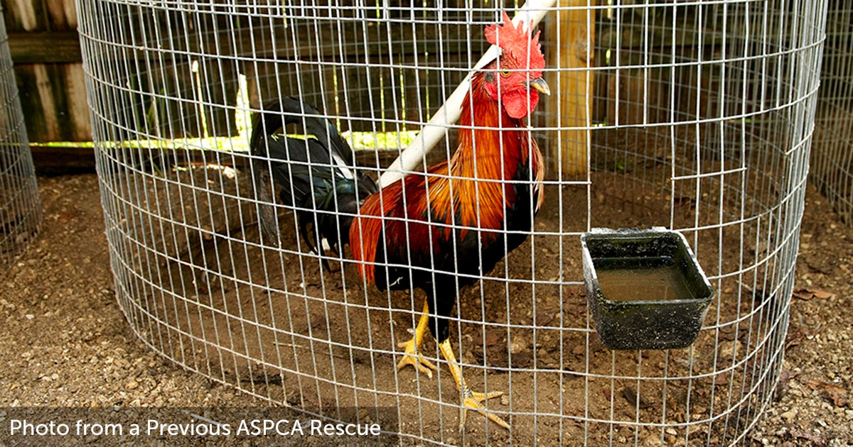 ASPCA Assists with Removal of More Than 200 Birds in Cockfighting Raid ...
