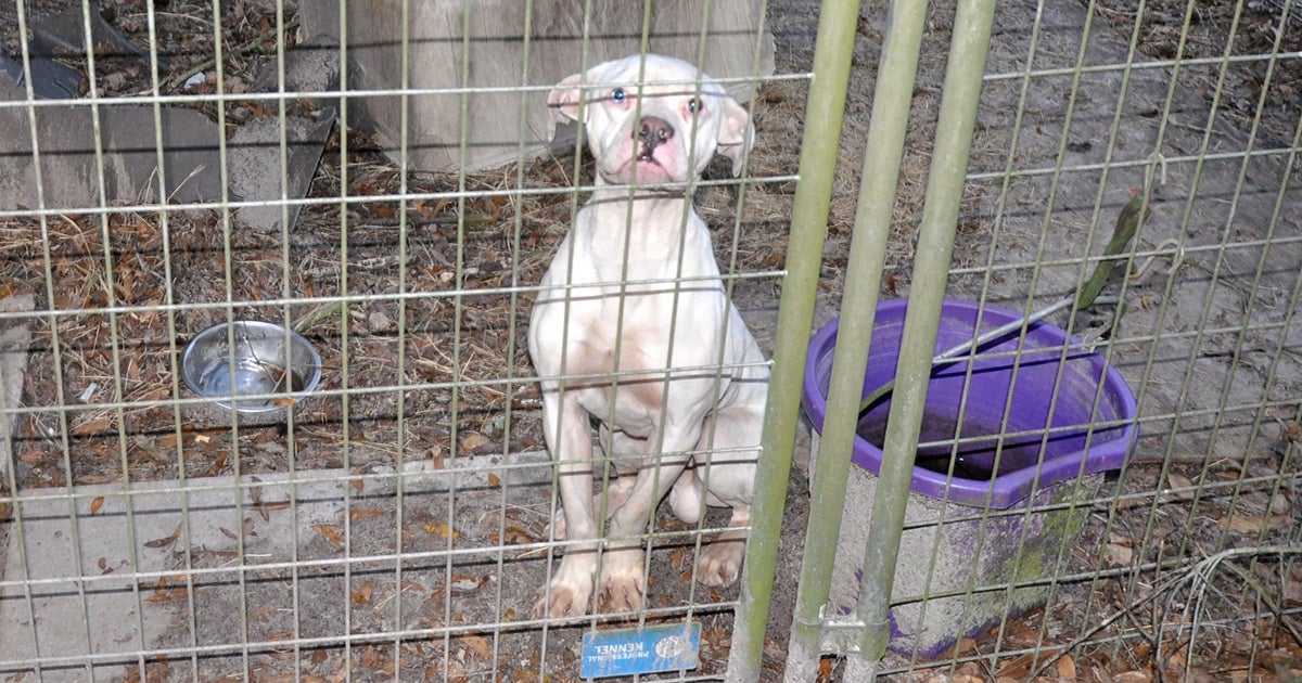 BREAKING: ASPCA Assists in Urgent Emergency Rescue of 50+ Animals in ...