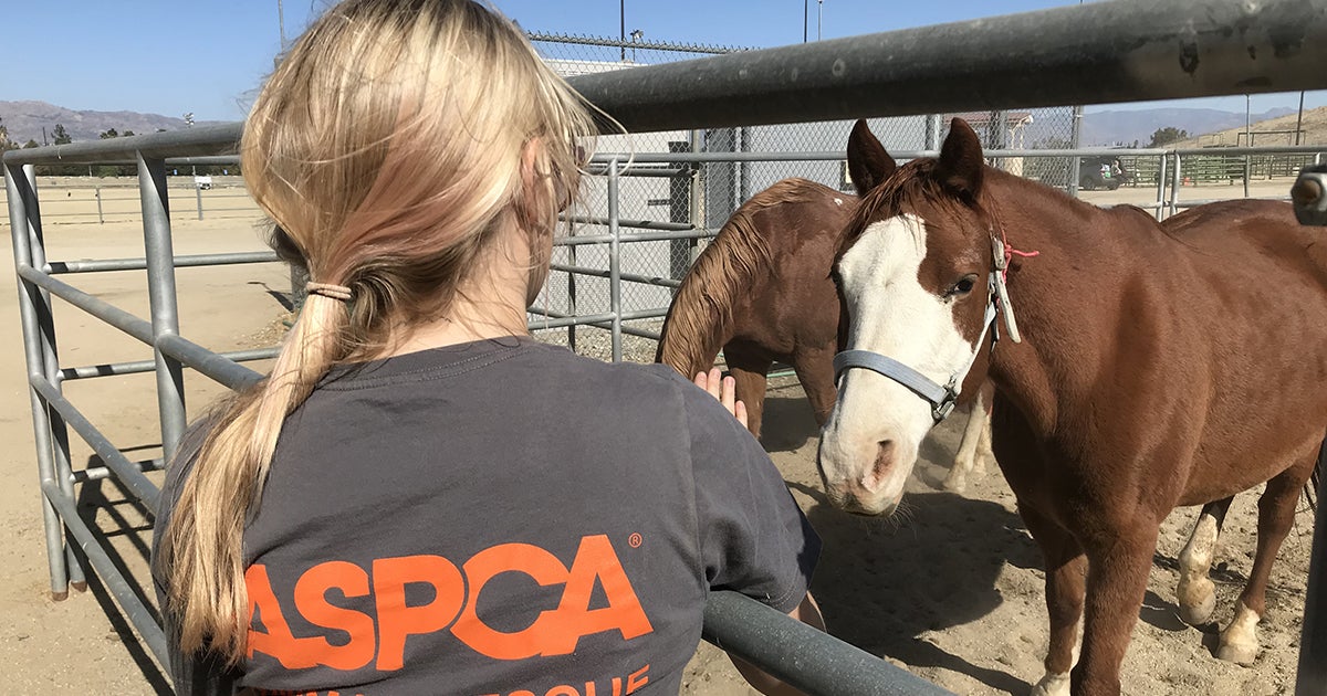 ASPCA Assists in Helping Hundreds of Animals Displaced by Devastating ...