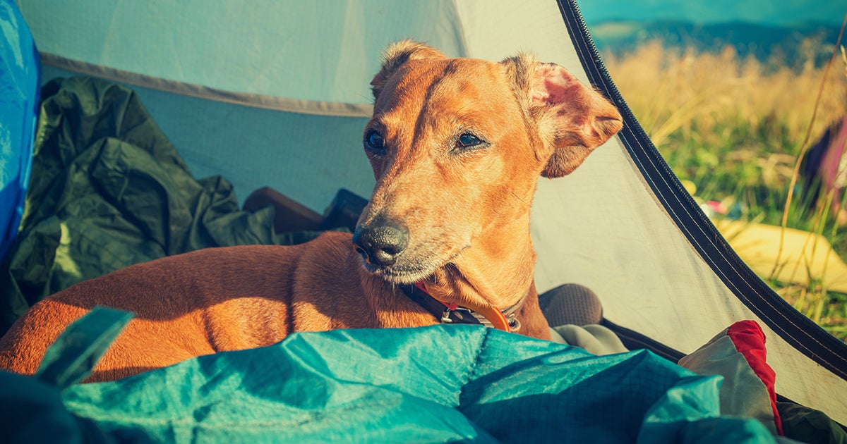 Camping With Your Pet: What You Should Know | ASPCA