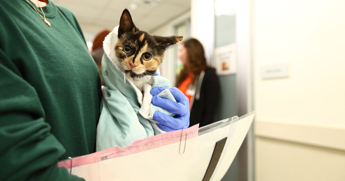 Record-Breaking Number of Adoptions at Annual Cat Friday Event! | ASPCA