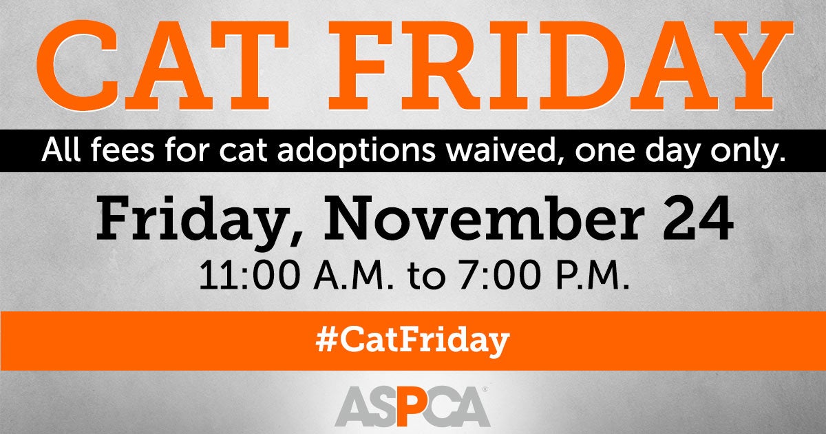 Find the Feline You’ve Been Waiting for at the ASPCA’s Seventh Annual ...