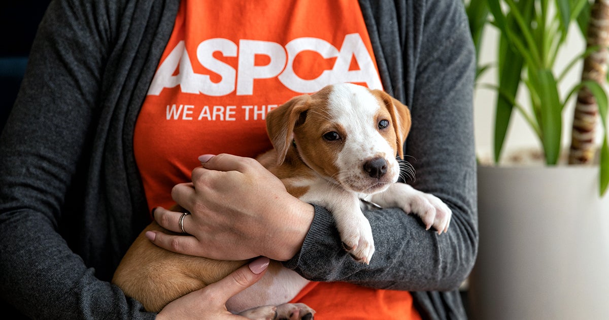 Special Opportunity for Federal Employees to Help Animals | ASPCA