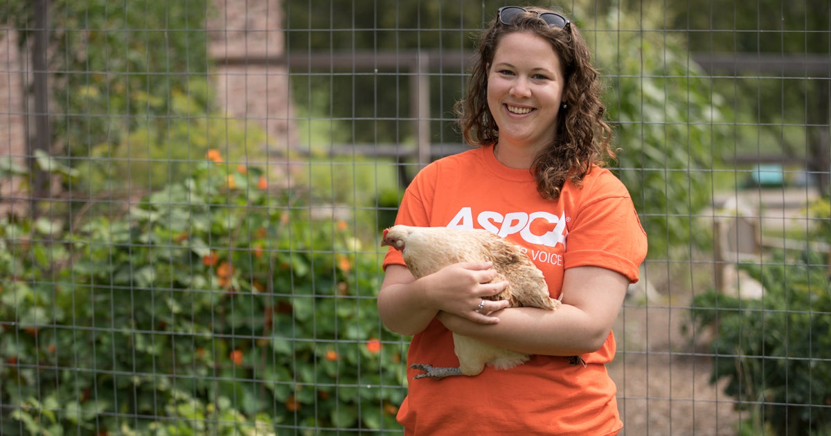 Update on Chickens! Winning the Fight for Billions of Birds | ASPCA