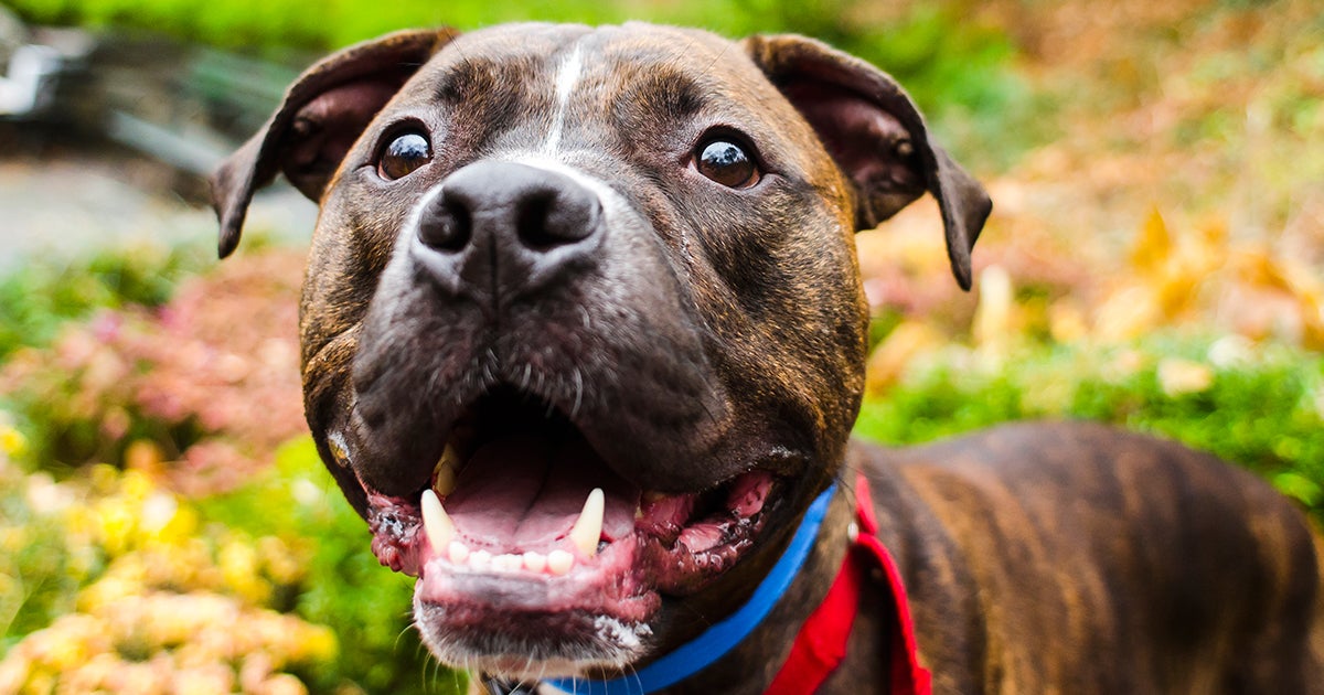Christmas Eve Surprise: Former Long Stay Dog Visits ASPCA Adoption ...