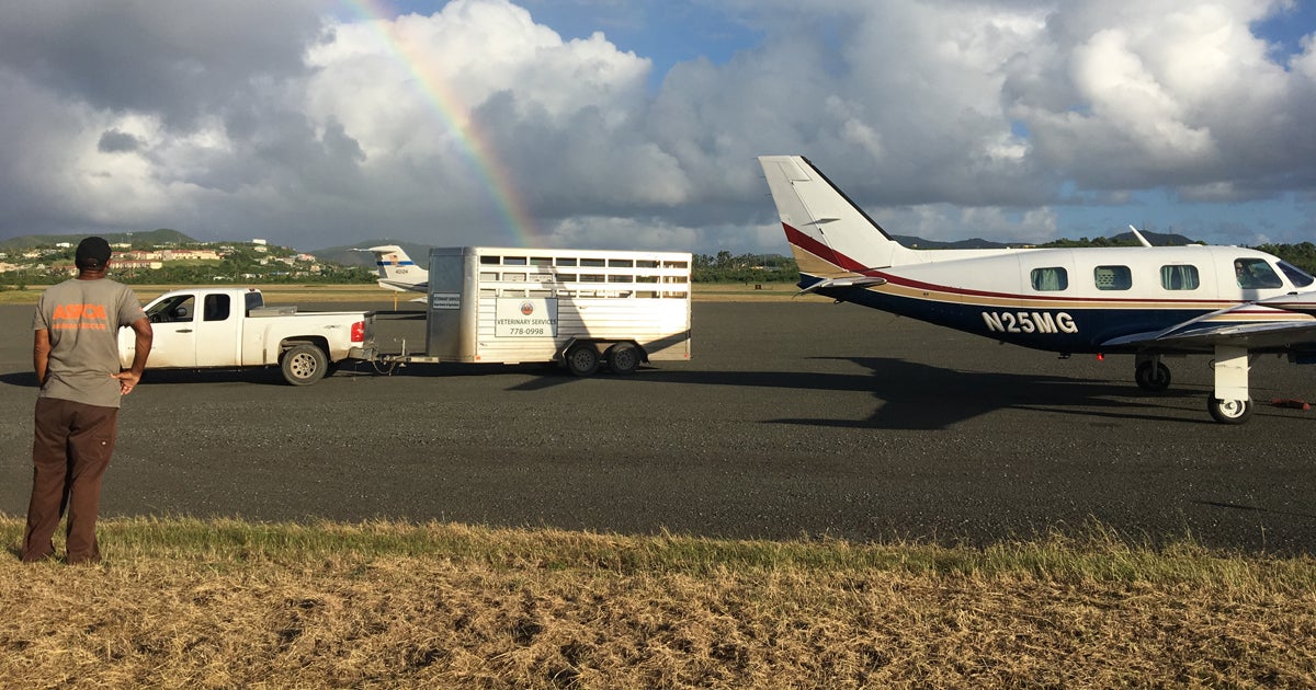 More Displaced Animals from Hurricane Maria Find New Hope on the ...