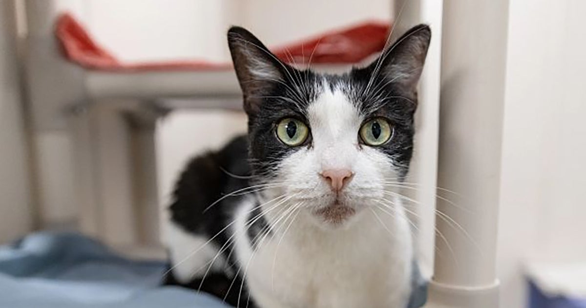 Giving to the ASPCA Is Easy Through Your Donor-Advised Fund | ASPCA