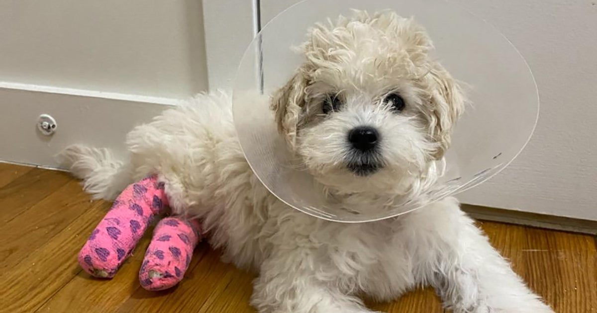 A Big Bounce Back for A Small Pooch | ASPCA