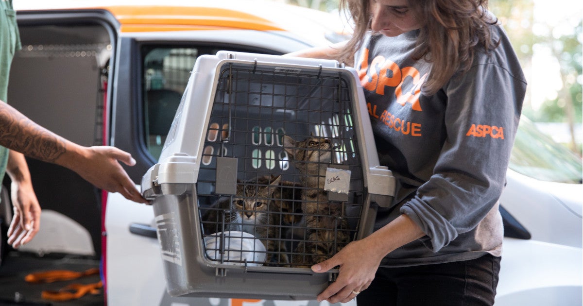 Hurricane Dorian Response: ASPCA and Wings of Rescue Fly Nearly 200 ...