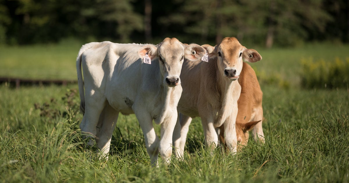 Easy Ways You Can Help Farm Animals in 2018 | ASPCA