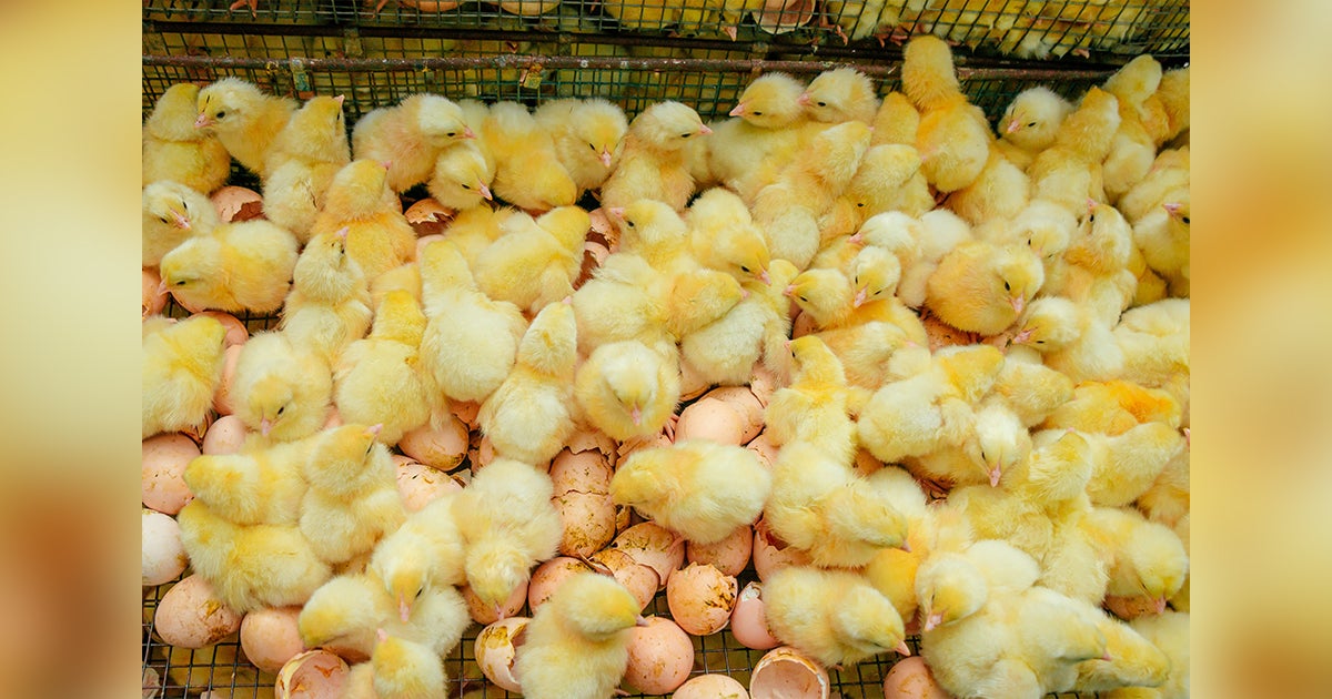 Ending Male Chick Culling in the Egg Industry l In-Ovo Sexing l ASPCA