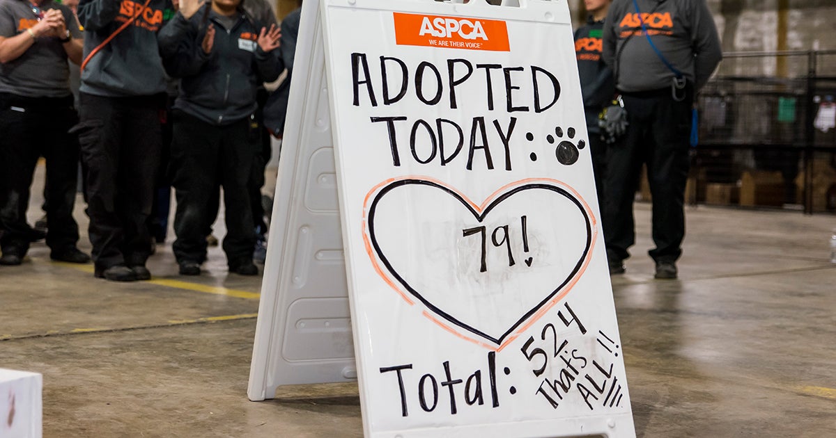 Every Single Animal Adopted: Event Leads to 500+ Adoptions in One ...