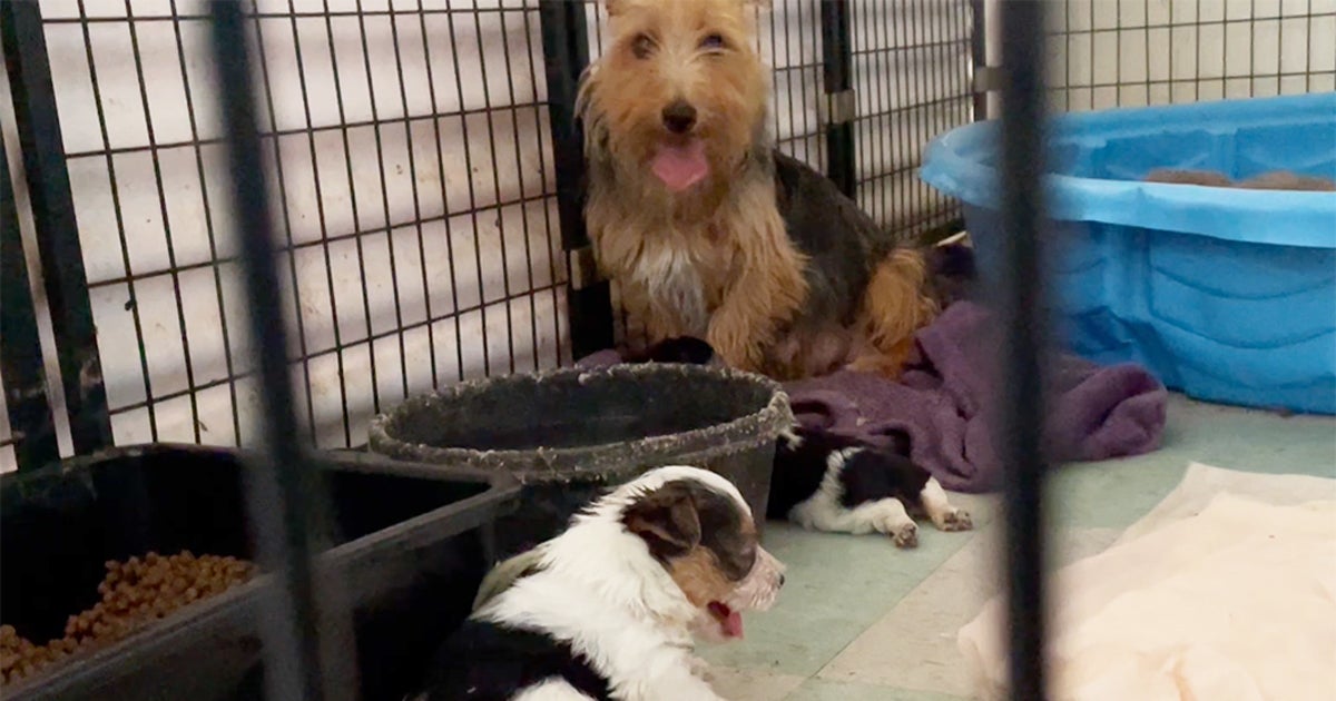 Extreme Heat Putting Puppy Mill Dogs in Danger | ASPCA