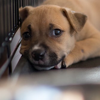 This Giving Tuesday, Use Facebook® to Help Animals in Need! | ASPCA