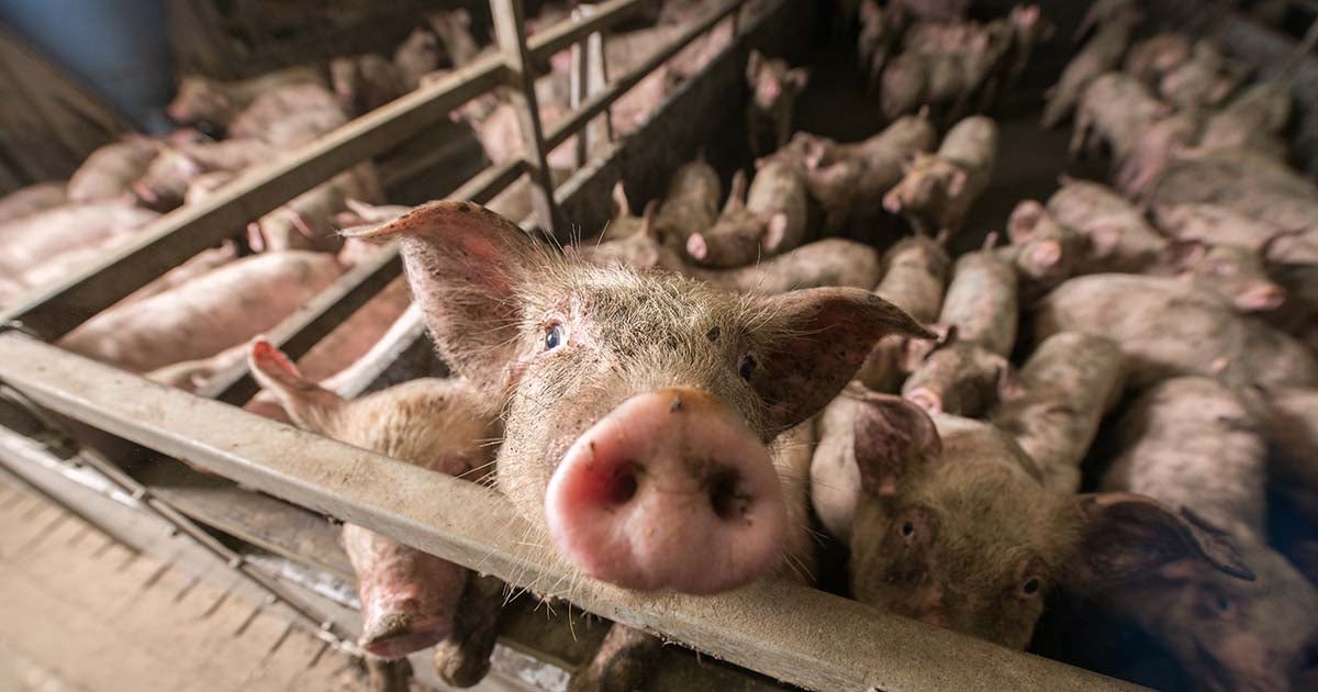 Is Your State Trying to Overturn Farm Animal Protection Laws? | ASPCA