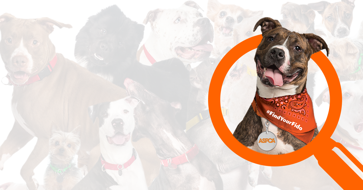 Announcing the ASPCA’s #FindYourFido Campaign! Find Out How You Can Get Involved | ASPCA
