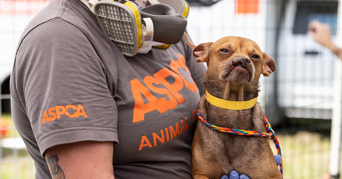 ASPCA Assists Union County Sheriff’s Office in Rescuing More than 50 ...