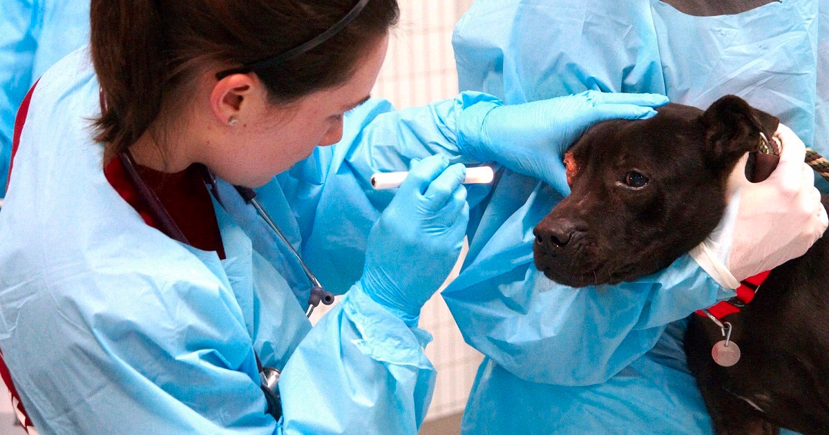 What Is Veterinary Forensic Science? Special Q&A with Dr. Rachel Touroo ...