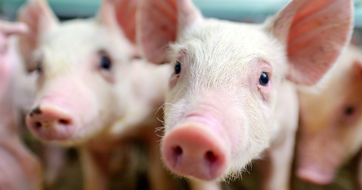Join Us in a Week of Action for Farm Animals! | ASPCA