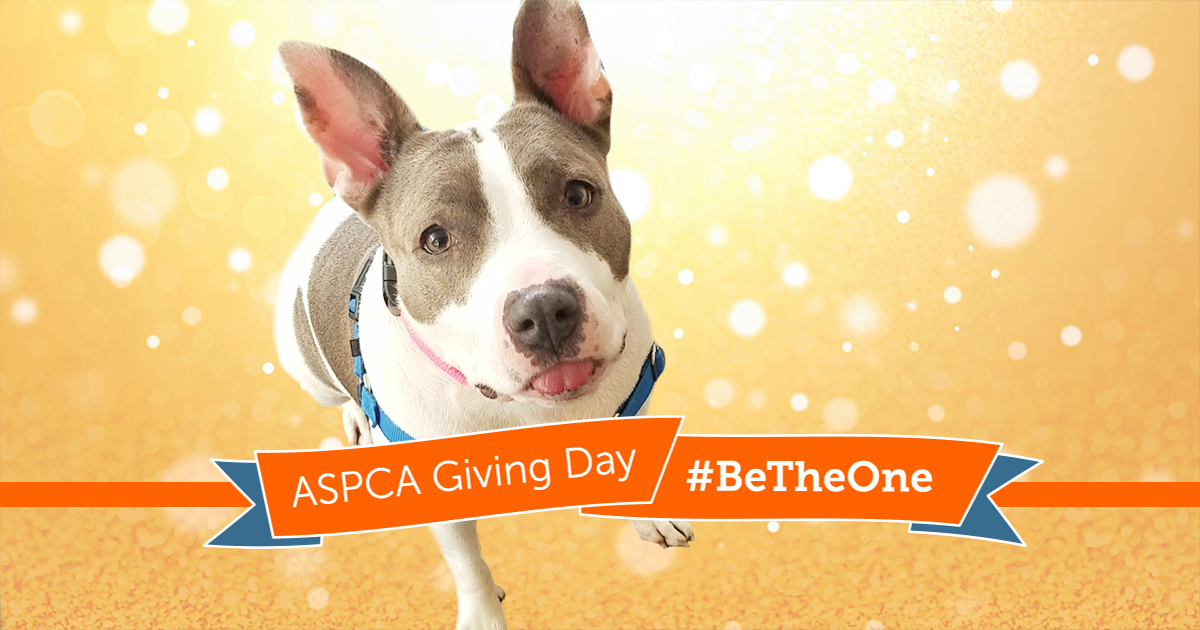 4 Ways You Can #BeTheOne for an Animal In Need This Giving Day | ASPCA
