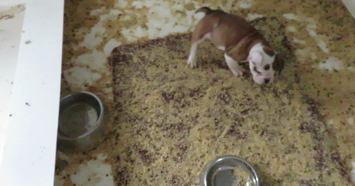 What Happens When the Federal Government Finds Dogs Living Like This ...