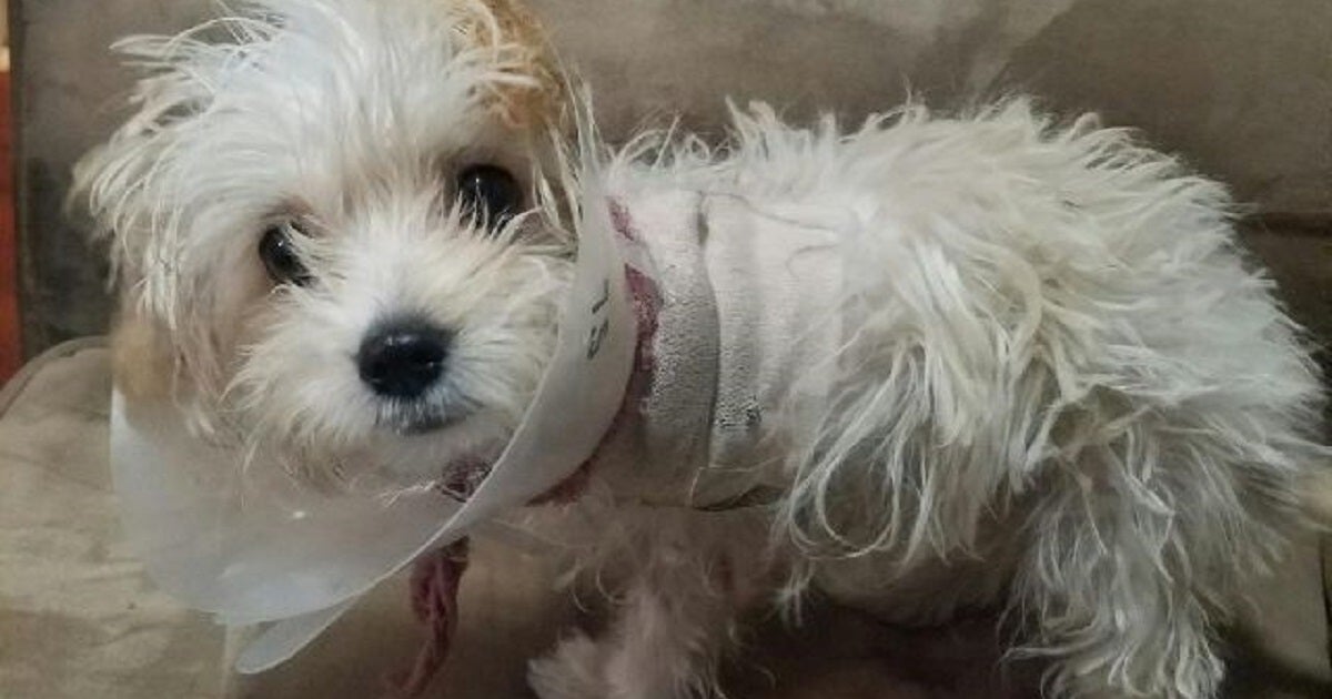 Grants Spotlight: Captain Care Shelter Intervention | ASPCA