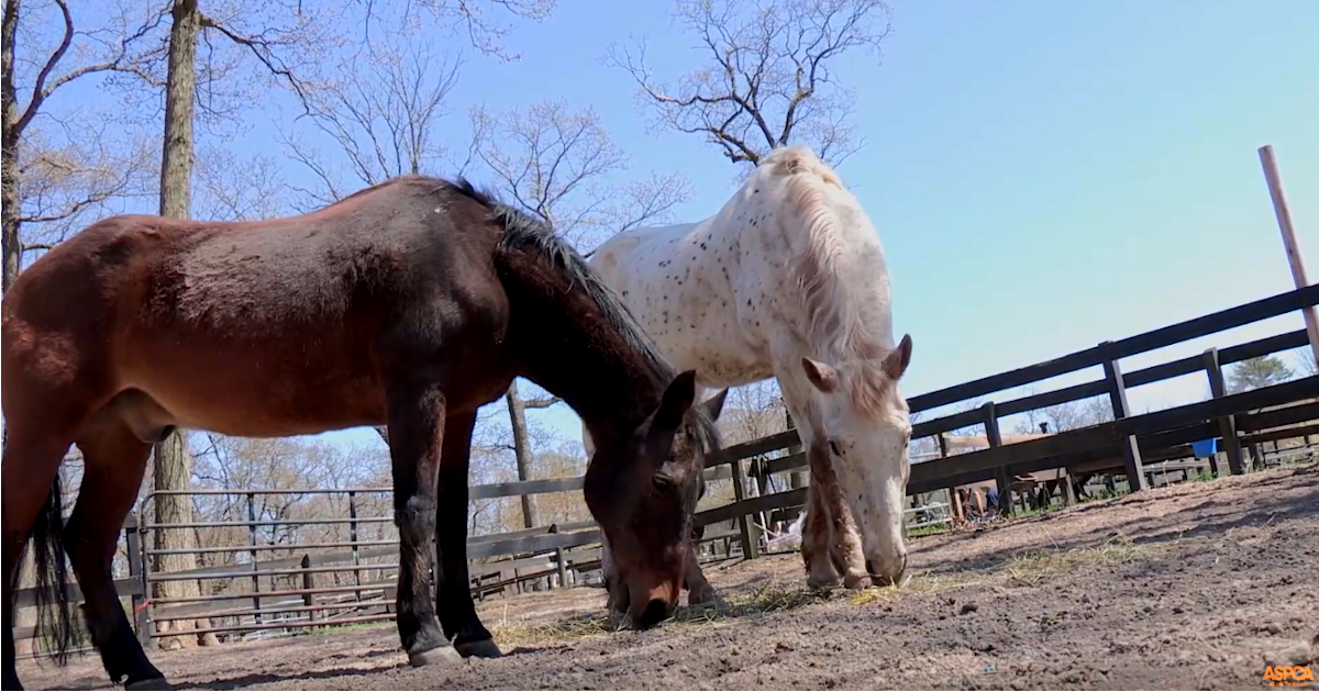 Announcing the Winners of the 2019 ASPCA Help a Horse Home Challenge ...