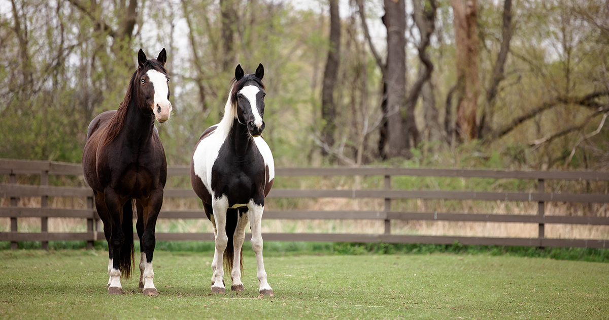 Interpreting Horse Body Language | ASPCA