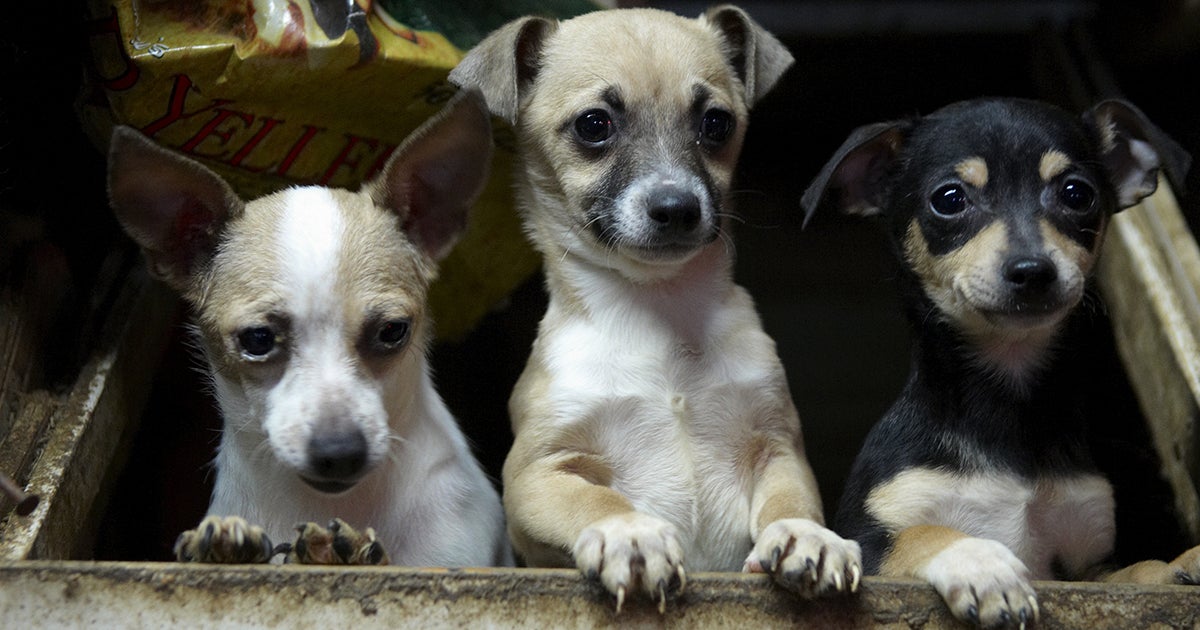 U.S. House Passes Legislation with Major Advancements for Animal ...