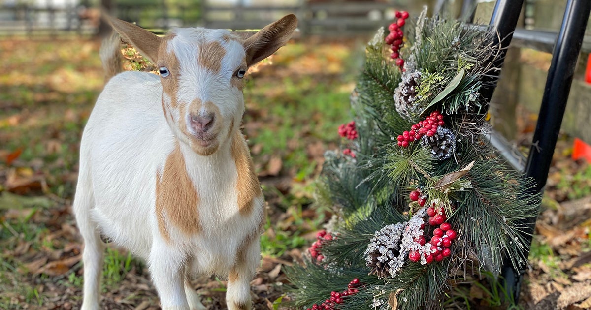 Have a More Humane Holiday: Our Easy Checklist | ASPCA
