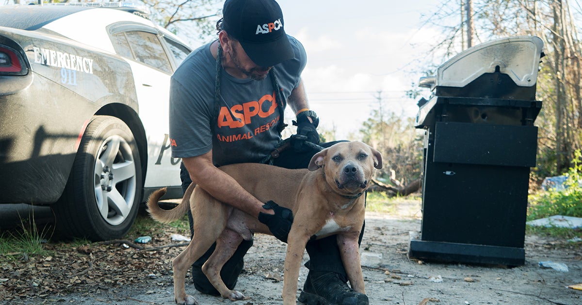 ASPCA Helps Florida SARC Rescue Animals Impacted by Hurricane Michael ...
