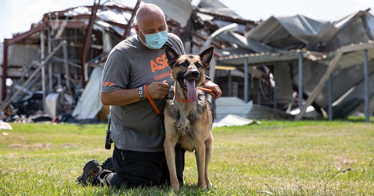 Finding Help and Hope After a Hurricane | ASPCA