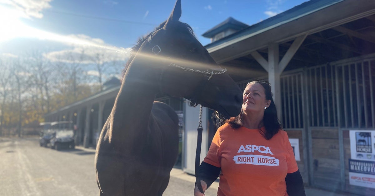 And They’re Off! Meet Adoptable Horses in Kentucky | ASPCA