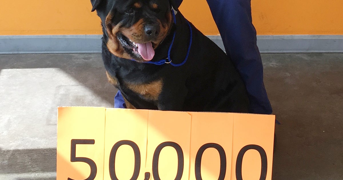 ASPCA’s Los Angeles Initiative Reaches Key Milestone for Healthy Pets ...