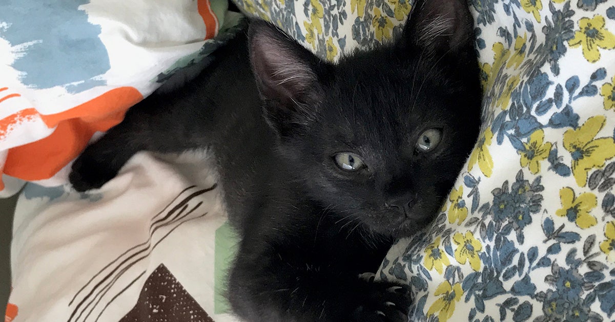 2,000 Kittens Saved! The ASPCA Los Angeles Pee Wee Program Celebrates ...