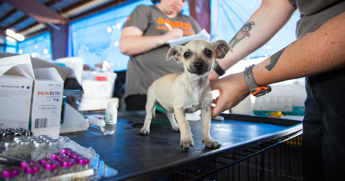 EXCLUSIVE PHOTOS: Inside Our Emergency Shelter for Animal Victims of ...