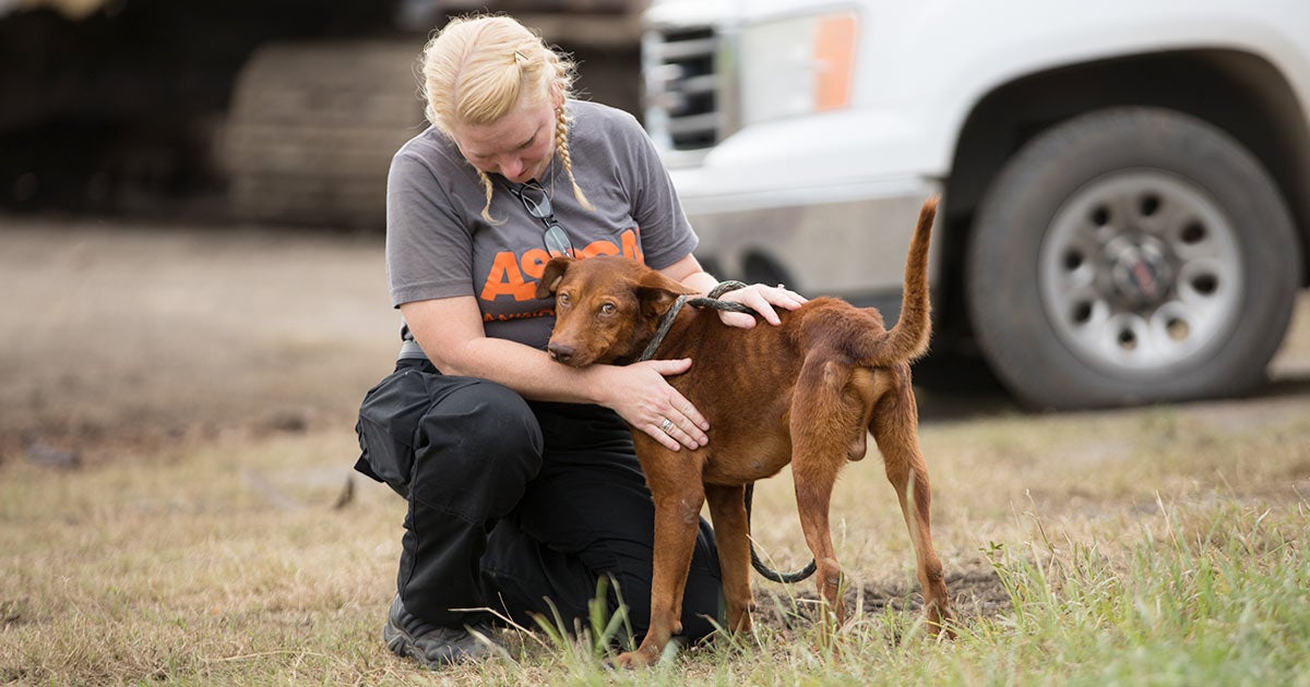 UPDATE: The ASPCA’s Response to Hurricane Maria | ASPCA