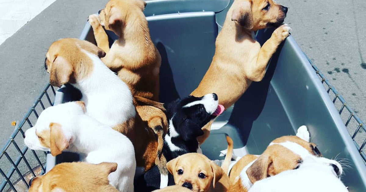 Miami Resident Becomes Instant Puppy Rescuer | ASPCA