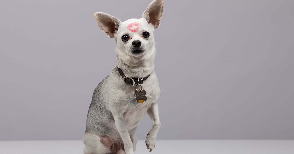 World's Most Amazing Dog Contest Is LIVE! | ASPCA