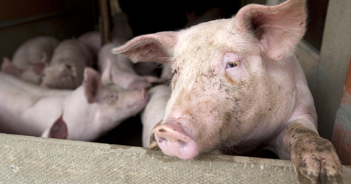 The ASPCA Joins Lawsuit Challenging N.C. Anti-Whistleblower Law | ASPCA