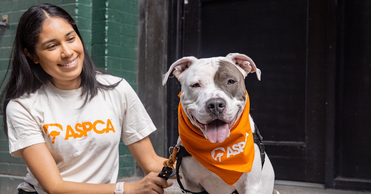 Making Your New Year’s Resolutions? Here’s 5 Ways to Help Animals in 2025 | ASPCA