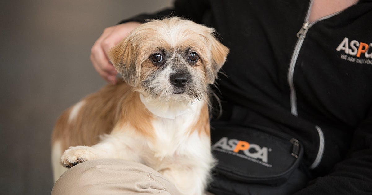 ASPCA Assists in the Removal of Over 30 Dogs from a New York Apartment ...