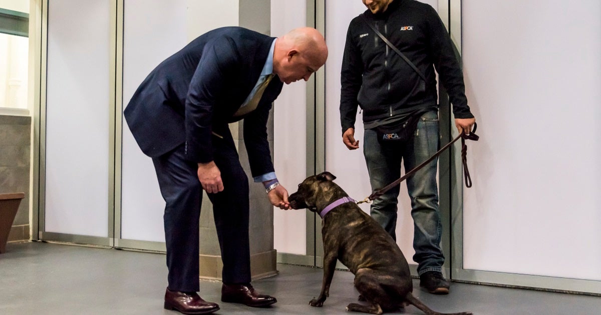 NYC Police Commissioner Visits Animal Cruelty Victims Rescued through ...