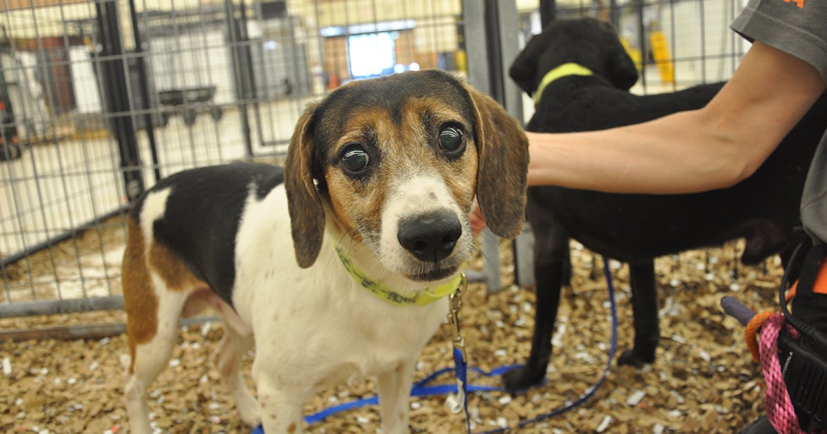 90 Rescued Dogs Are On the Road to Recovery | ASPCA