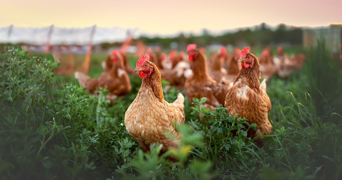 ASPCA and 27,370 Advocates Demand Better for Animals on Organic Farms ...