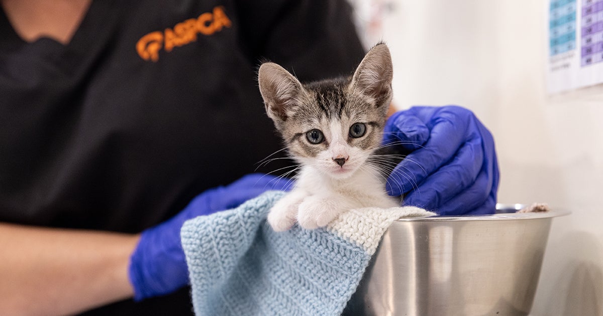 Poll Results Revealed: Which Animal Welfare Initiative Was Voted Most ...