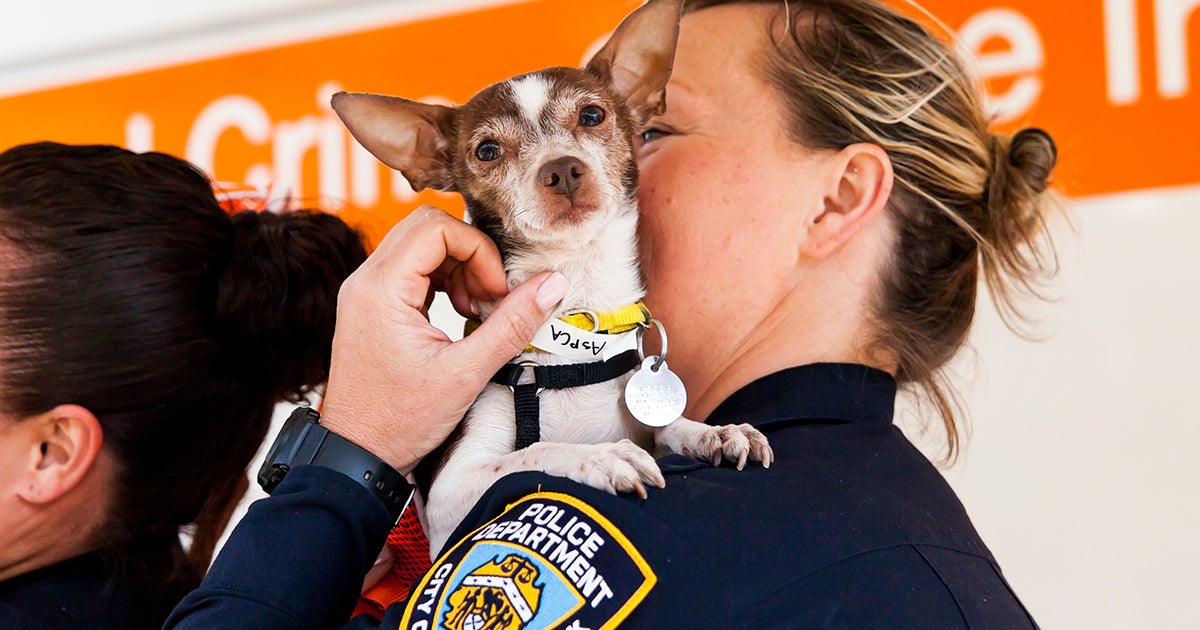 Putting Muscle Behind the Animal Welfare Mission | ASPCA