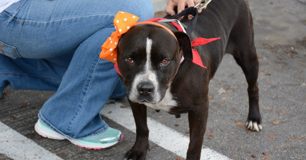 Moving Toward a Brighter Future: ASPCA Animal Relocation Program ...